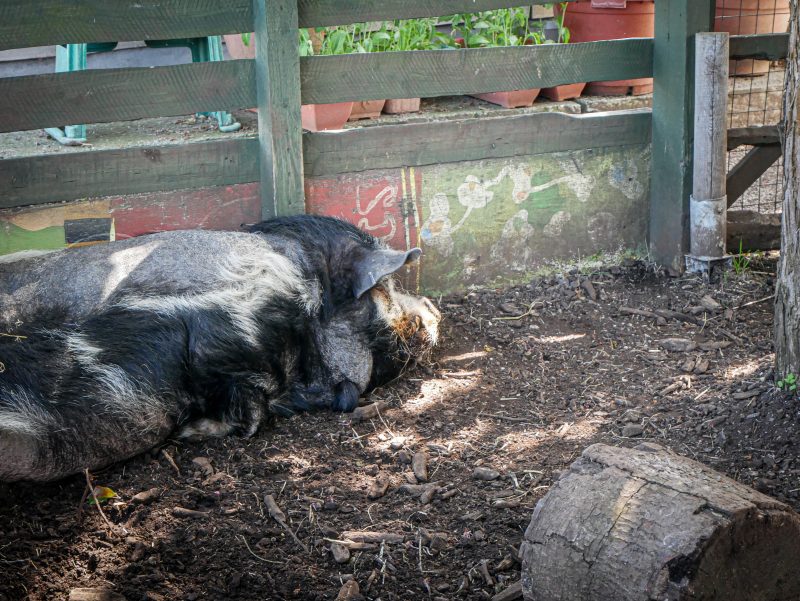 [2024] A Guide To Spitalfields City Farm in London | Ulysses Travel