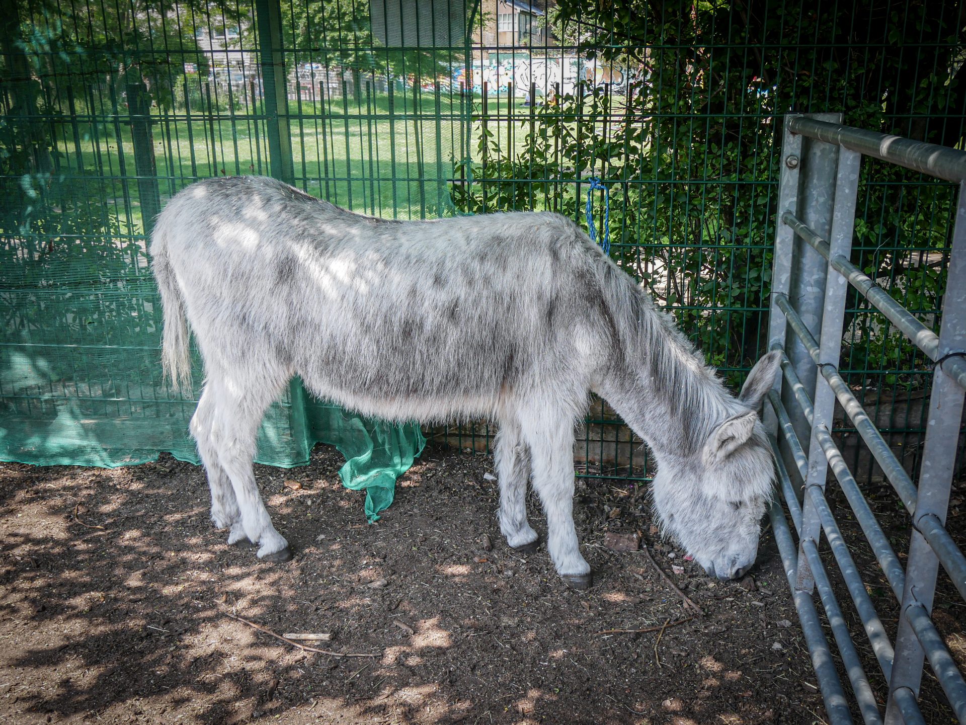 [2024] A Guide To Spitalfields City Farm in London | Ulysses Travel